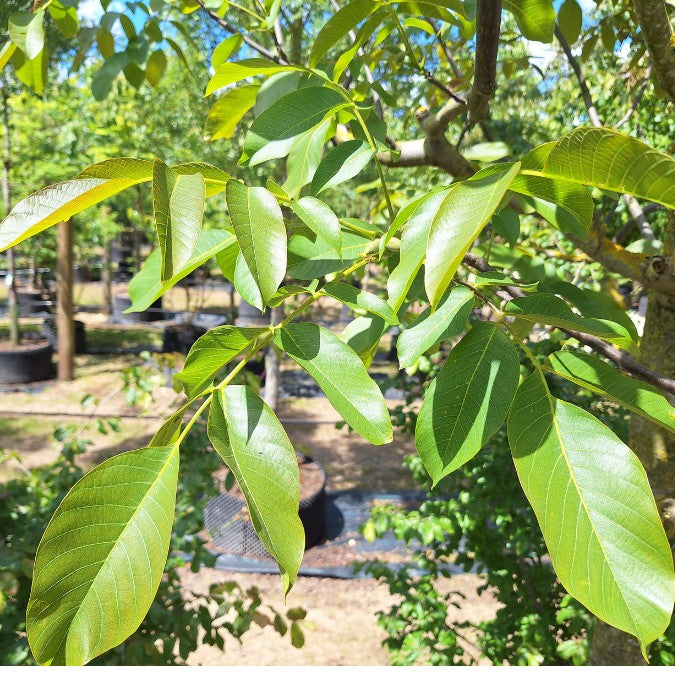 Juglans regia 'Franquette' – Majestic Trees