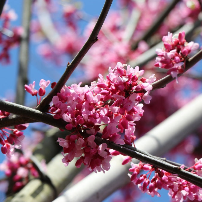 Cercis canadensis 'Appalachian Red' – Majestic Trees