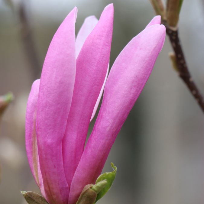 Magnolia 'Ricki' – Majestic Trees