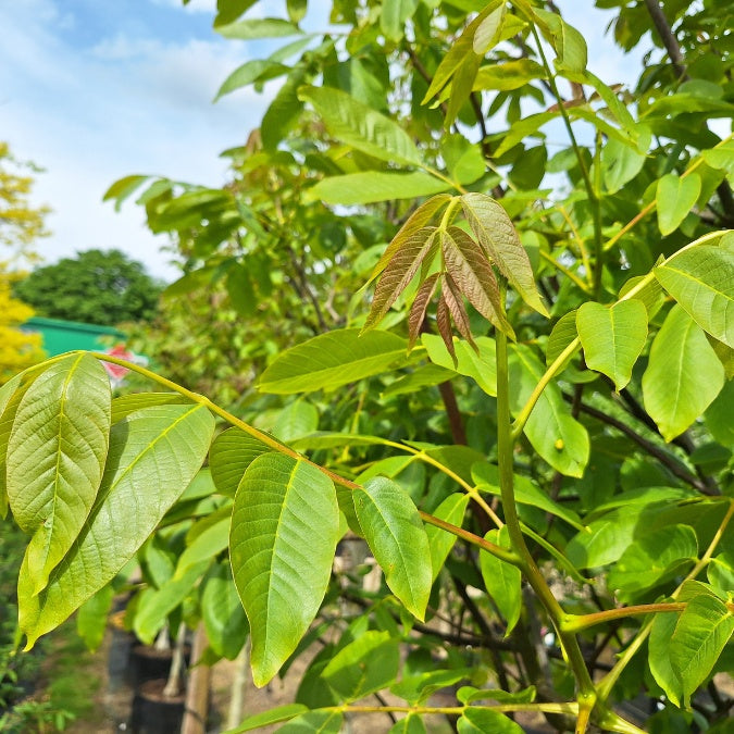 Juglans regia 'Jupiter' – Majestic Trees