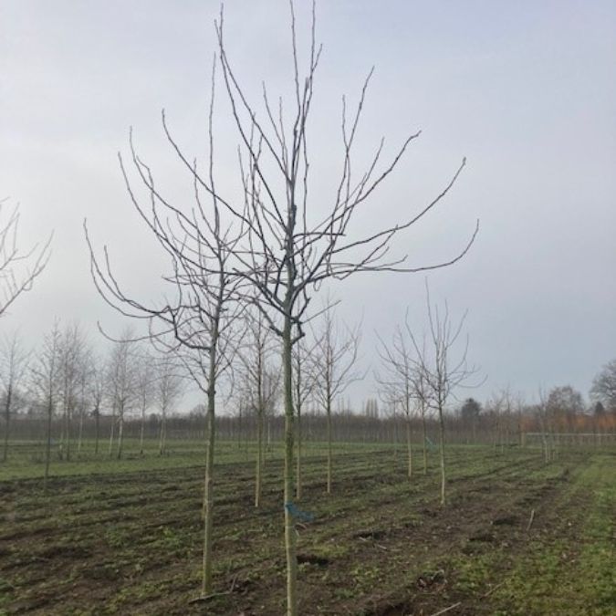 Juglans regia 'Jupiter' – Majestic Trees
