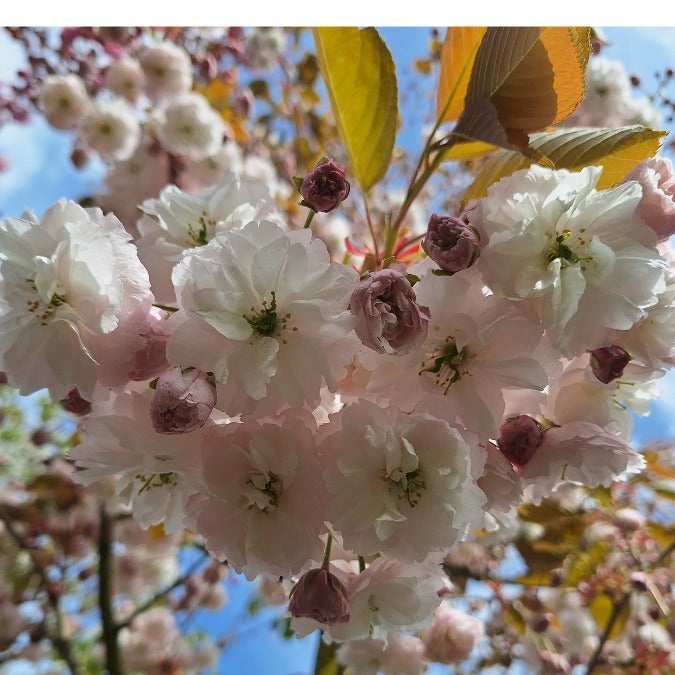 Prunus serrulata 'Fugenzo' – Majestic Trees