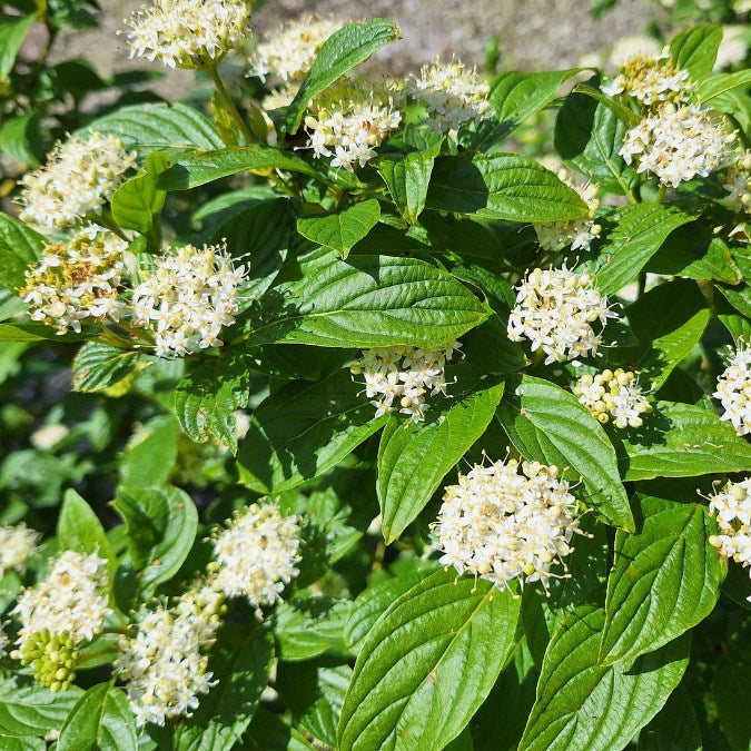 Cornus sericea 'Flaviramea' – Majestic Trees