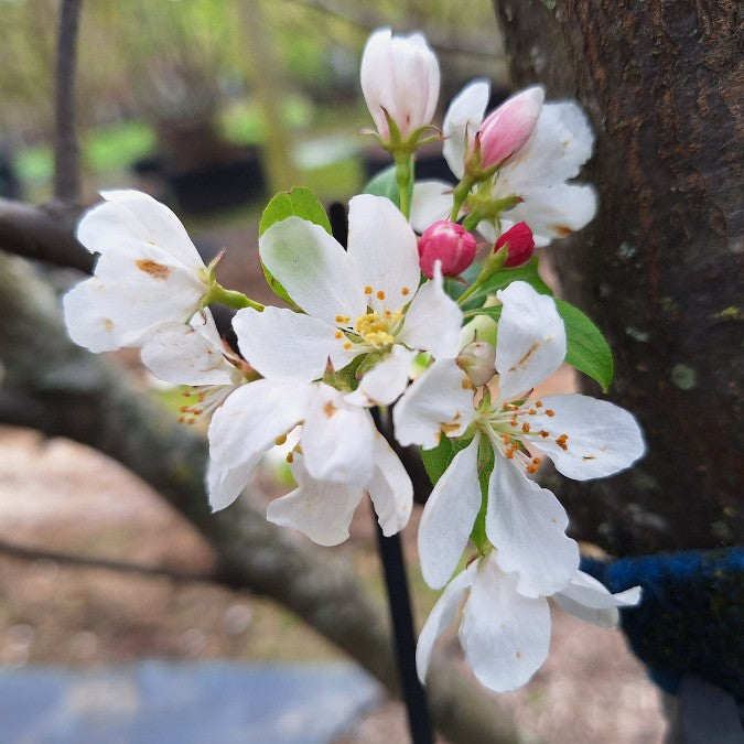 Malus coronaria v. dasycalyx 'Charlottae' – Majestic Trees