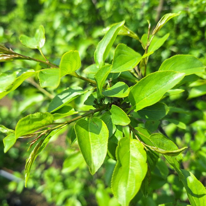 Rhamnus cathartica (Hedging) – Majestic Trees