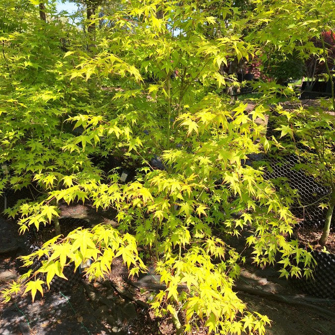 Acer palmatum 'Aureum' – Majestic Trees