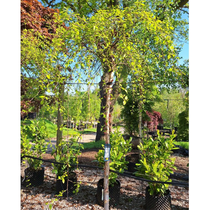 Betula nigra 'Summer Cascade' – Majestic Trees