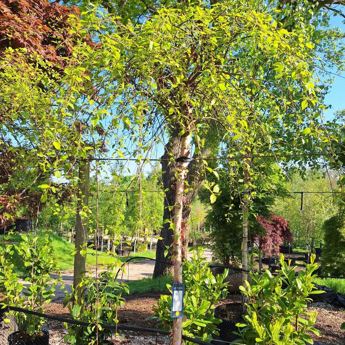 Betula nigra 'Summer Cascade' – Majestic Trees