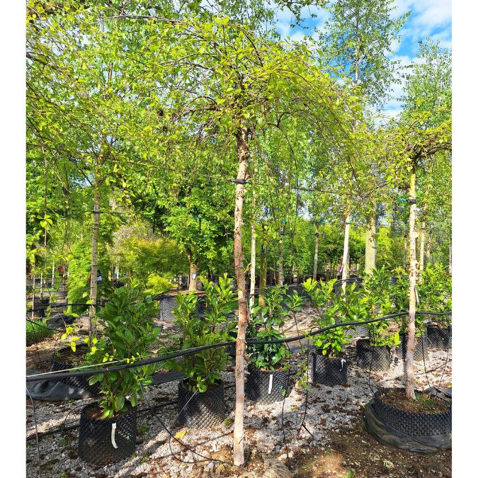 Betula nigra 'Summer Cascade' – Majestic Trees