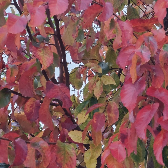 Ulmus 'Frontier' – Majestic Trees