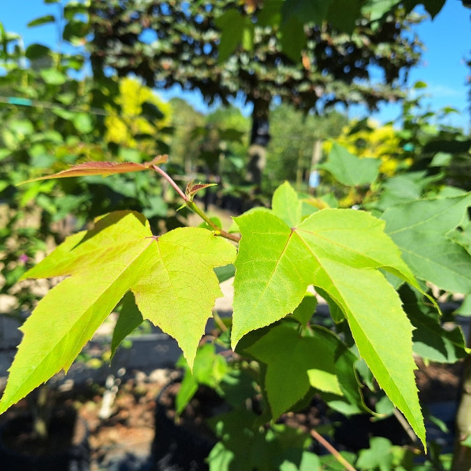 Liquidambar formosana 'Ellen' – Majestic Trees