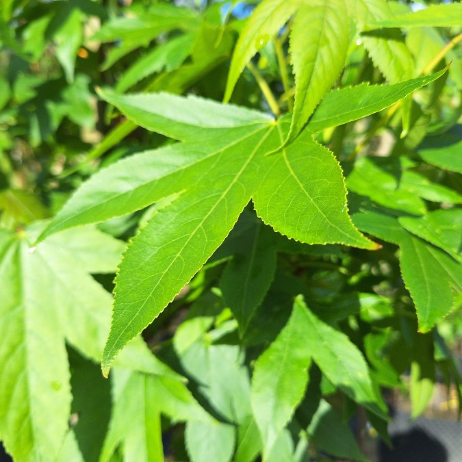 Liquidambar styraciflua 'Simone' – Majestic Trees