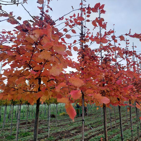 Carpinus betulus 'Rockhampton Red' – Majestic Trees