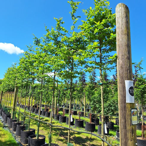 Carpinus betulus 'Rockhampton Red' – Majestic Trees