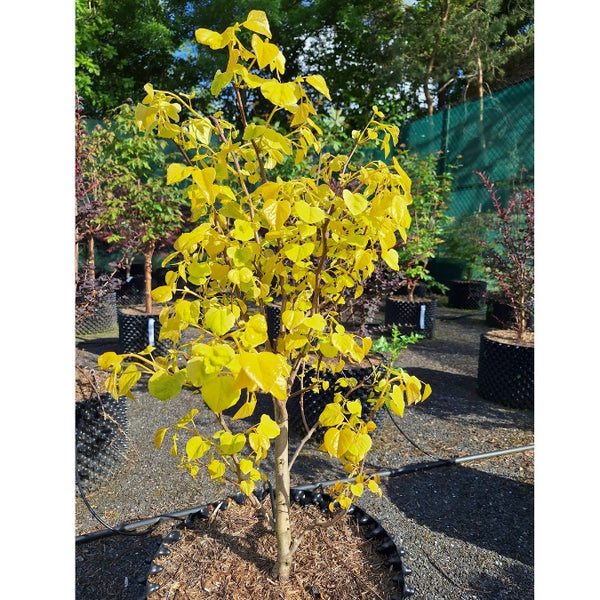 Cercis canadensis 'The Rising Sun' – Majestic Trees
