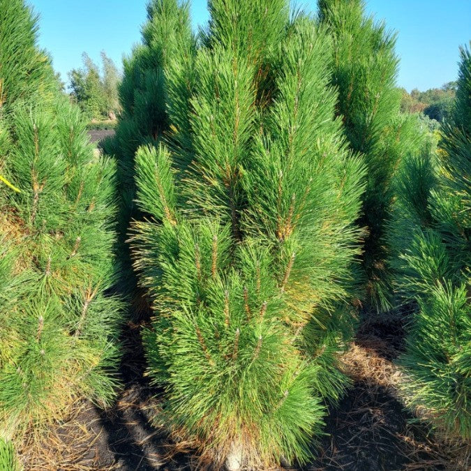 Pinus nigra 'Pyramidalis' – Majestic Trees