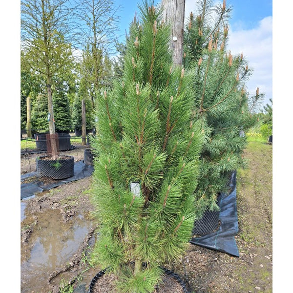 Pinus nigra 'Pyramidalis' – Majestic Trees