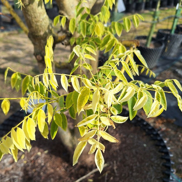 Sophora japonica 'Gold Standard' – Majestic Trees