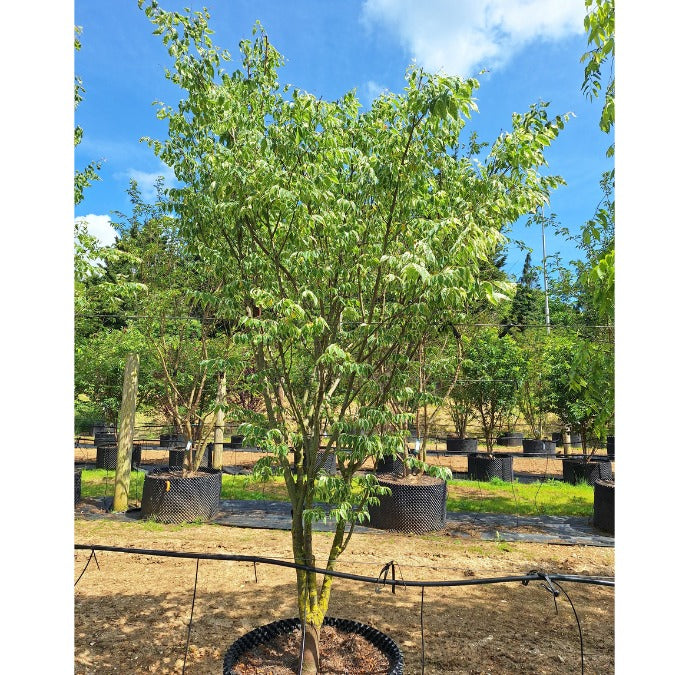 Zelkova serrata 'Variegata' – Majestic Trees