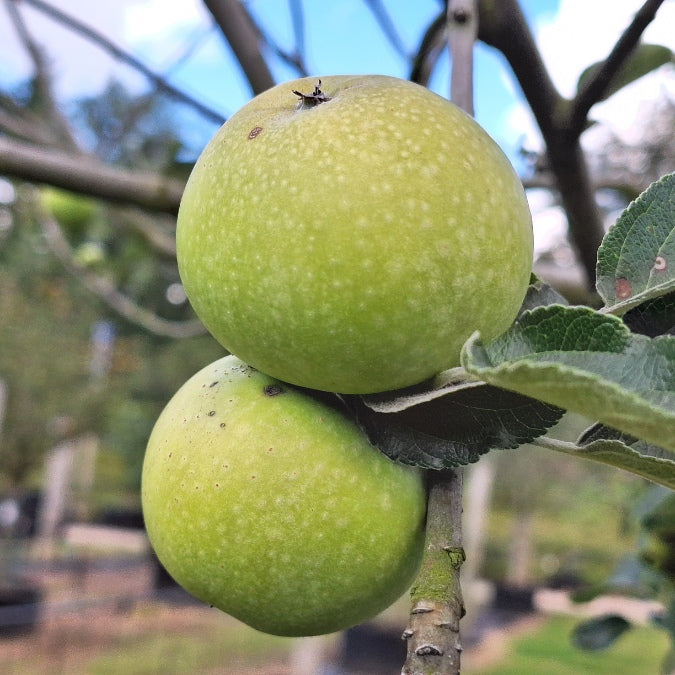 Malus d. 'Reinette du Mans' – Majestic Trees