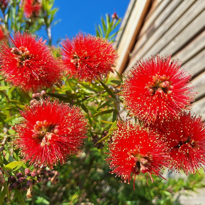 Callistemon 'Red Clusters' – Majestic Trees