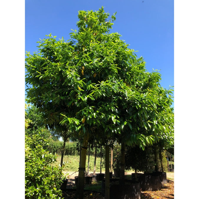 Prunus laurocerasus 'Latifolia' – Majestic Trees