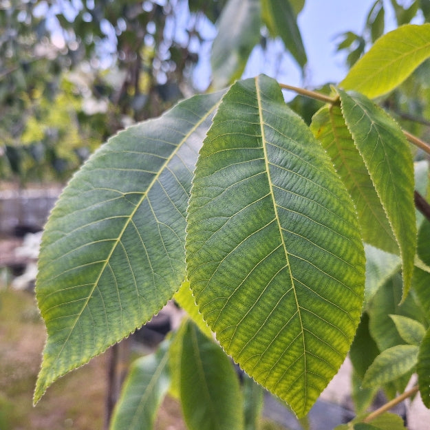 Carya ovata – Majestic Trees