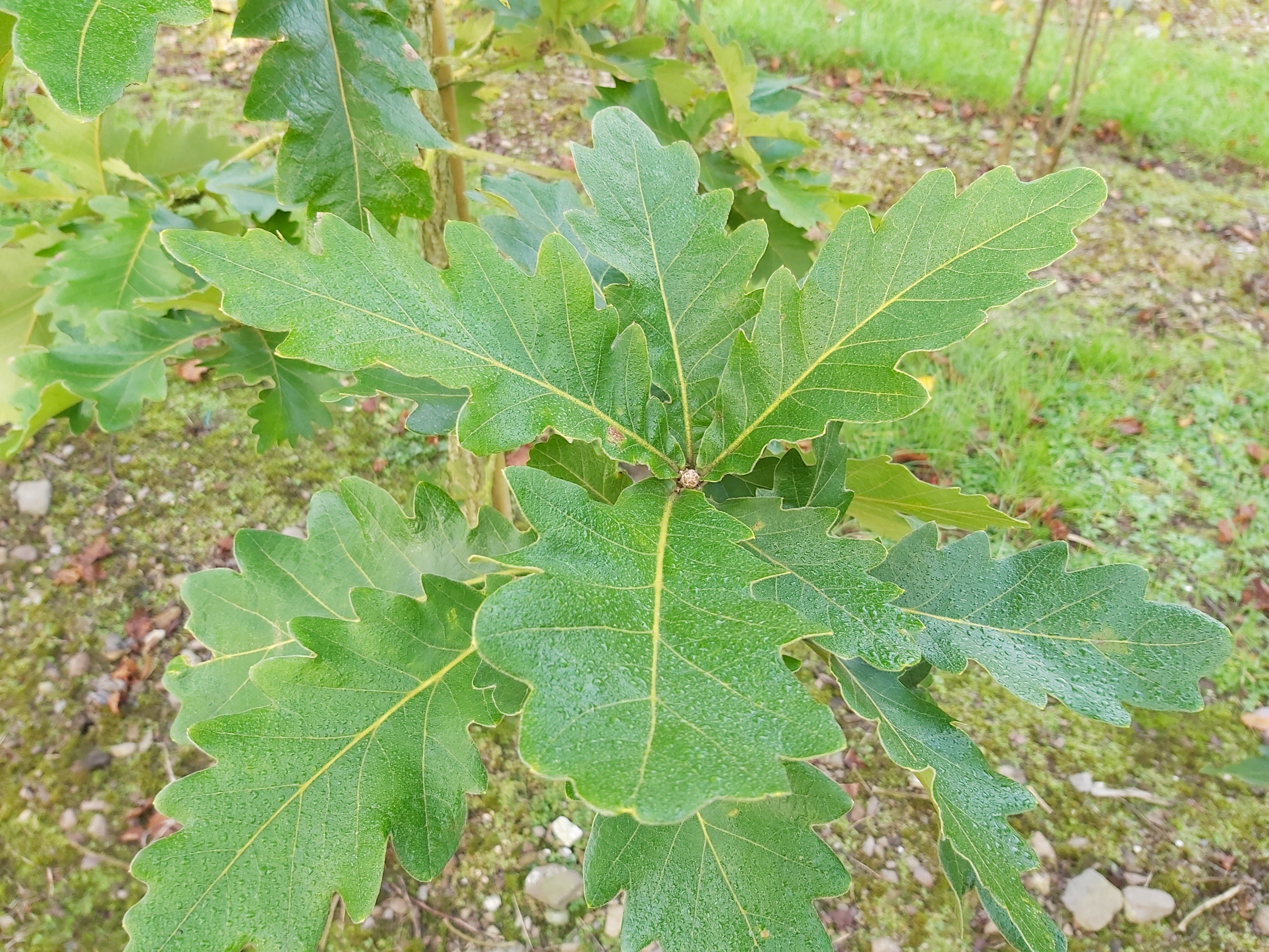 Quercus dentata 'Carl Ferris Miller' – Majestic Trees
