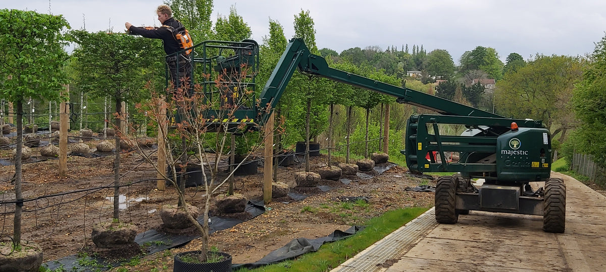 Our Award-Winning Tree Nursery – Majestic Trees