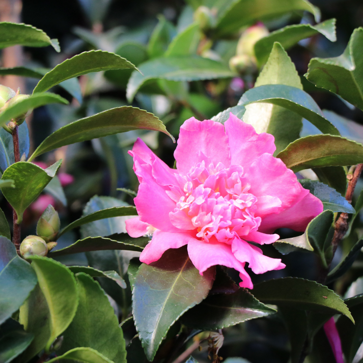 Camellia sasanqua 'Cherilyn' – Majestic Trees