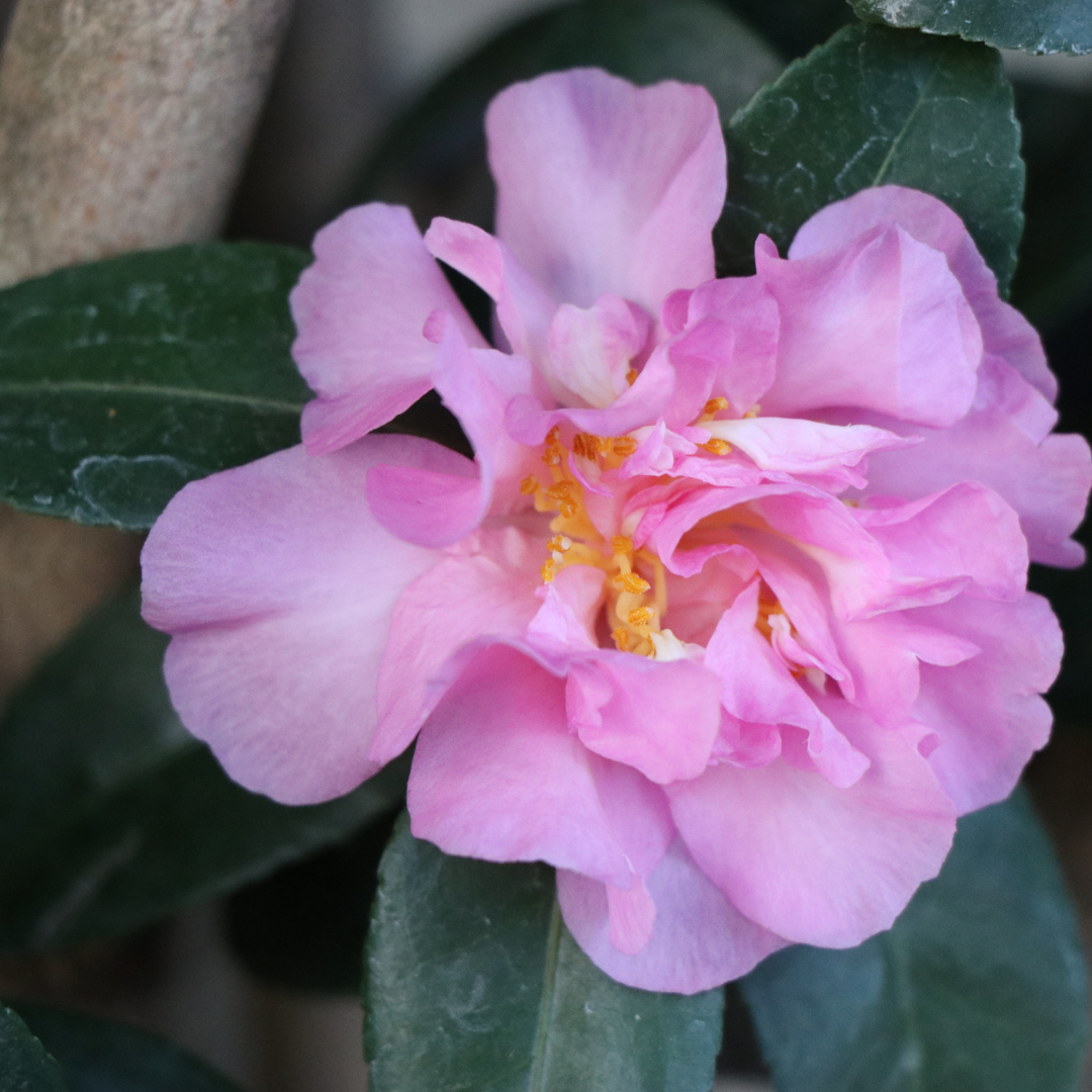 Camellia sasanqua 'Eleonora Genoni' – Majestic Trees