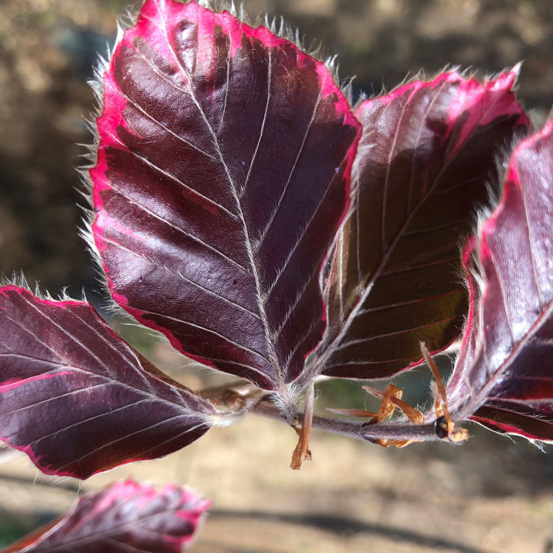 Fagus sylvatica 'Tricolor' – Majestic Trees