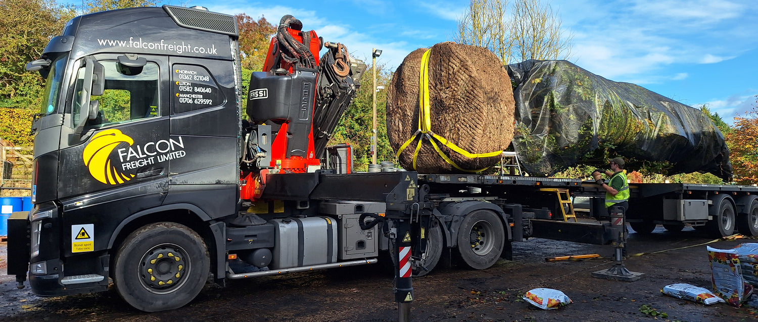 Access Considerations – Majestic Trees