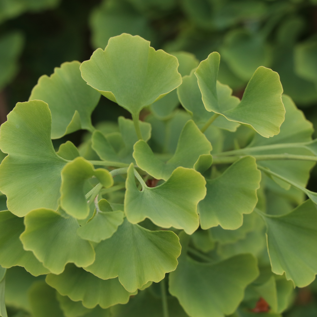 Ginkgo biloba 'Fastigiata' – Majestic Trees