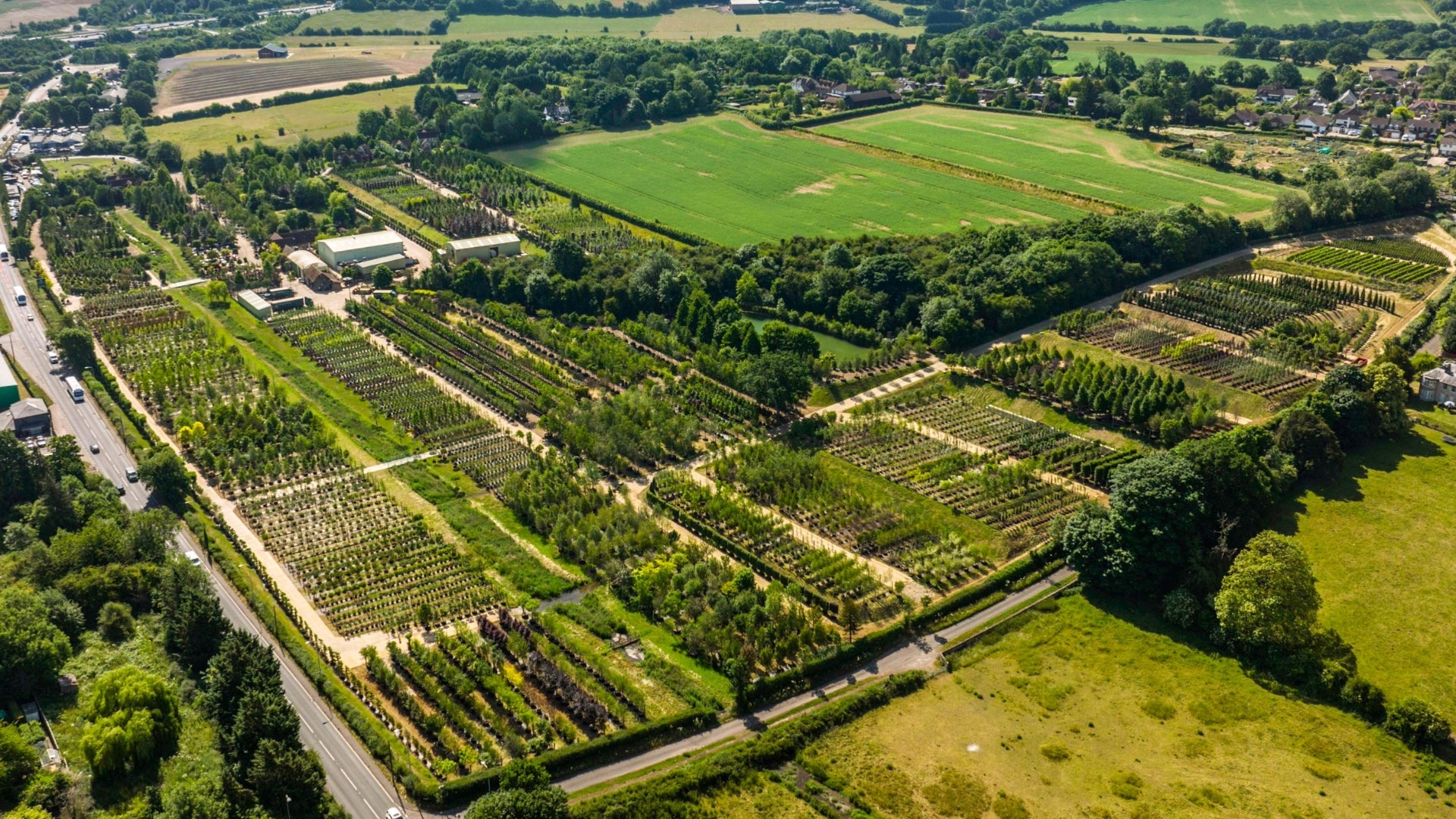 Award Winning Mature Tree Nursery in Hertfordshire – Majestic Trees
