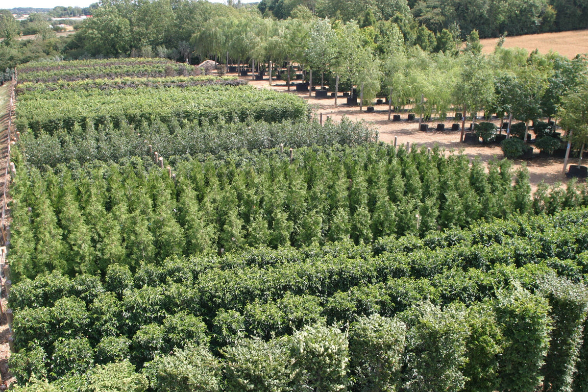 Our Award-Winning Tree Nursery – Majestic Trees