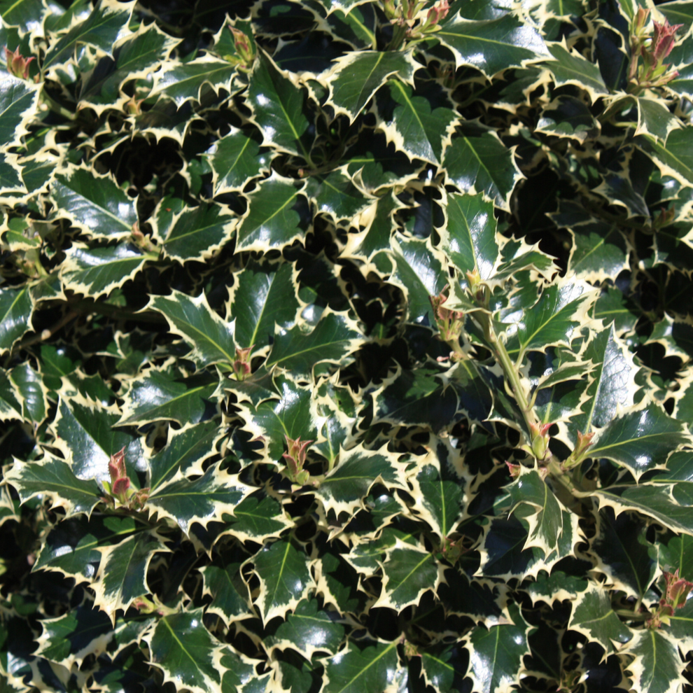 Ilex aquifolium 'Argentea Marginata' – Majestic Trees