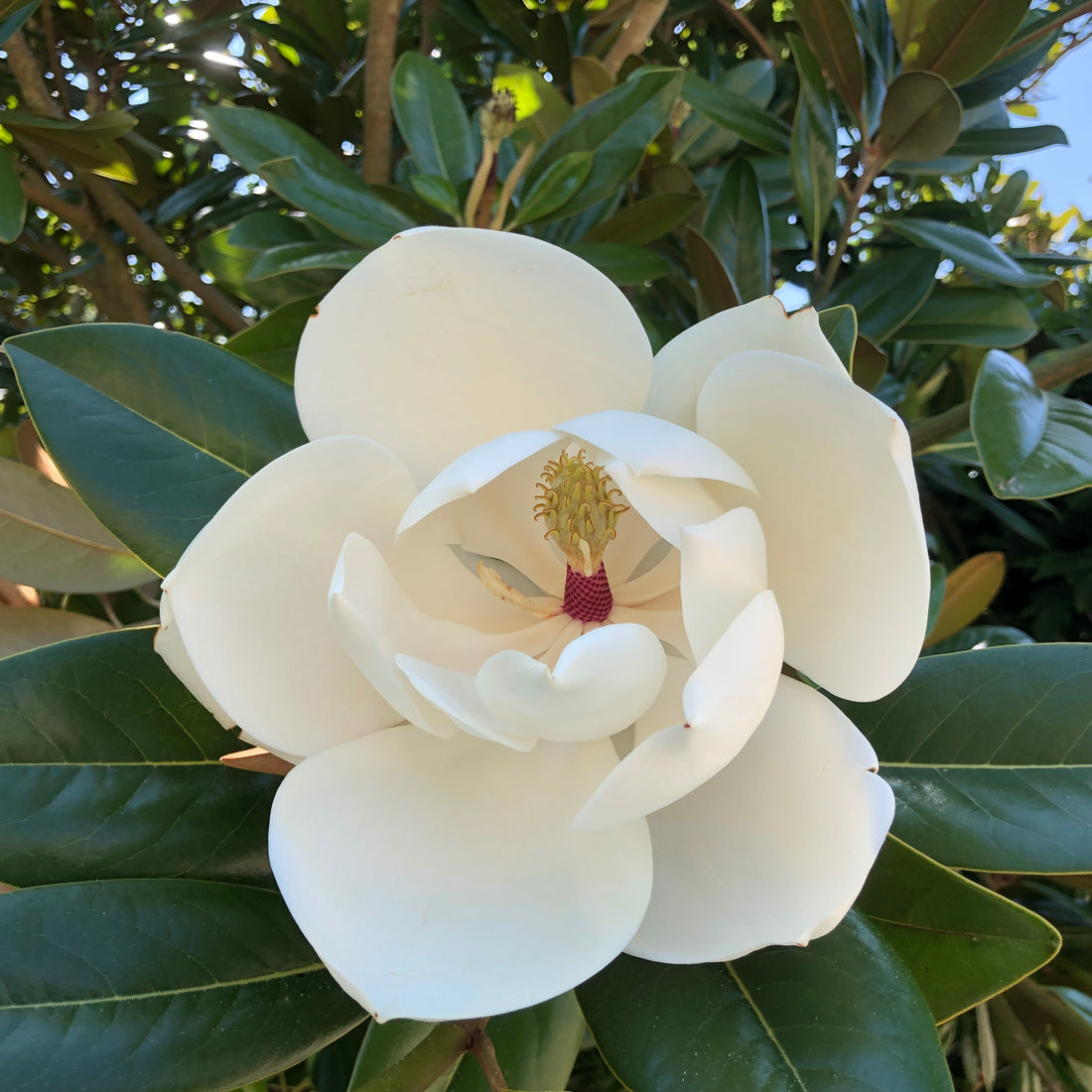 Magnolia grandiflora – Majestic Trees