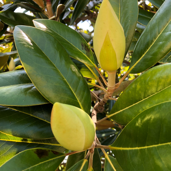 Magnolia grandiflora – Majestic Trees