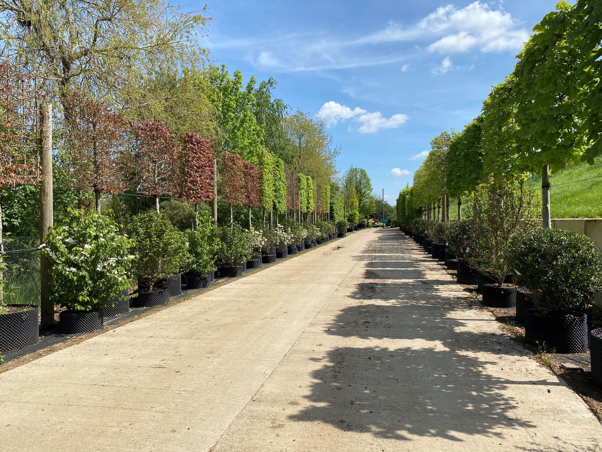 Hertfordshire’s Award-Winning Tree Nursery | Majestic Trees