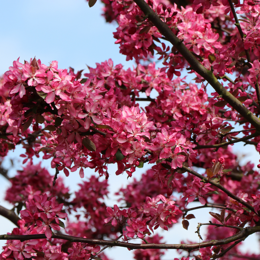 Malus 'Cardinal' – Majestic Trees