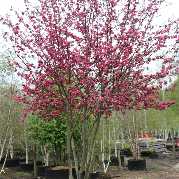 Malus 'Cardinal' – Majestic Trees