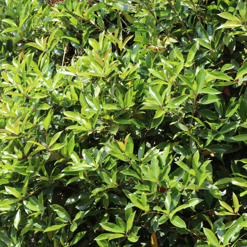 Osmanthus armatus – Majestic Trees