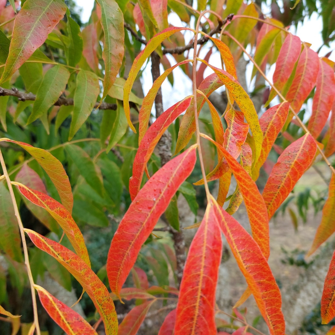 Pistacia chinensis – Majestic Trees