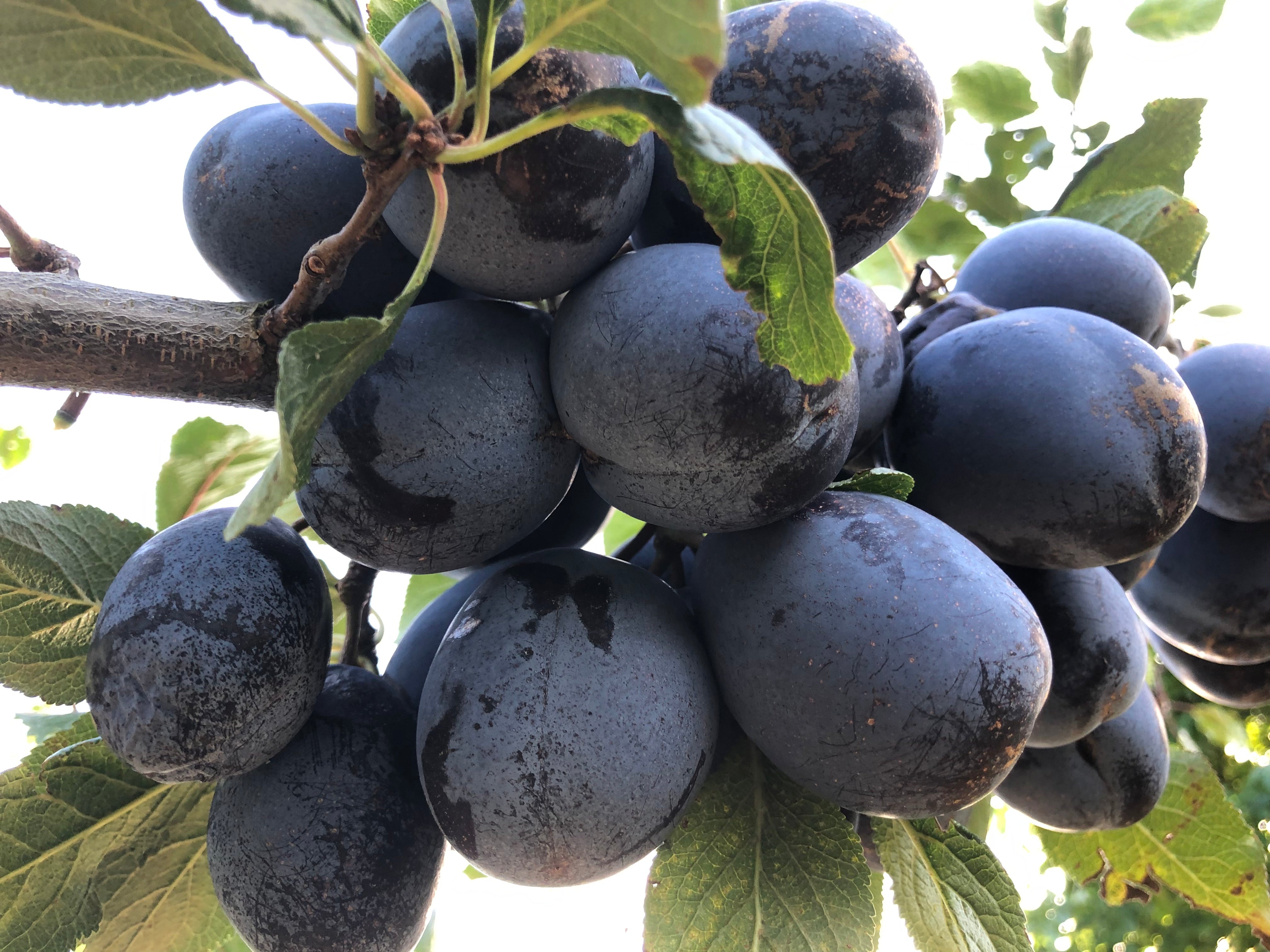 Prunus domestica 'Stanley' – Majestic Trees
