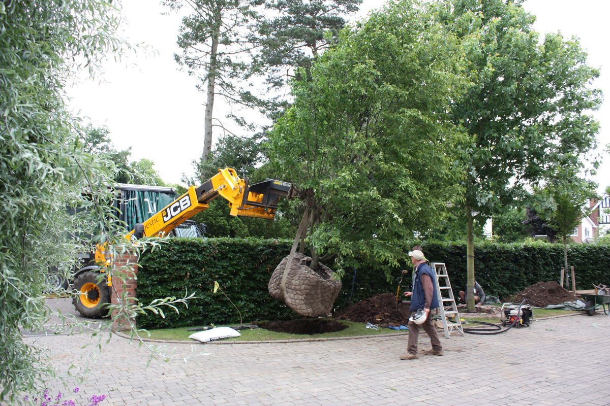 Delivery to Tree Pit Service – Majestic Trees