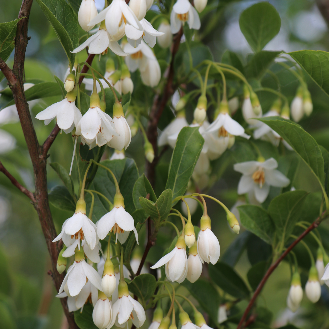 Styrax japonicus 'June Snow' – Majestic Trees