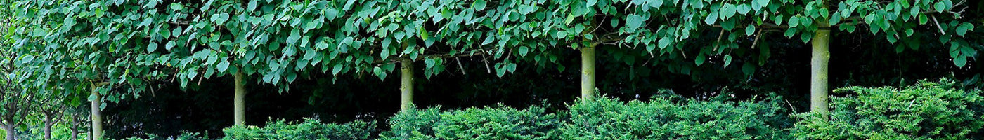 Understanding Nursery Terms – Majestic Trees