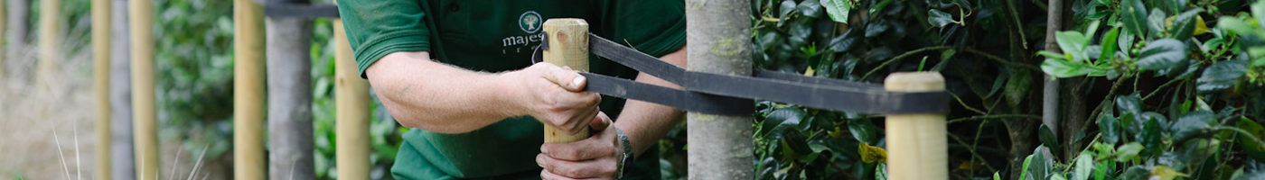 Majestic Trees AfterCare Guides | Expert Tree Care Tips