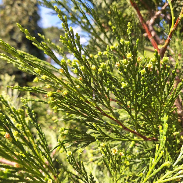 Calocedrus decurrens – Majestic Trees